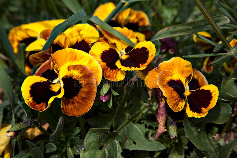 Violets in Bloom in a Field Stock Image - Image of bloom, garden: 214787585