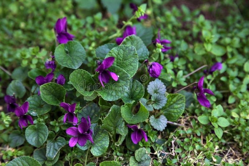 Violets in Bloom in the Grass Seen Up Close Stock Image - Image of ...