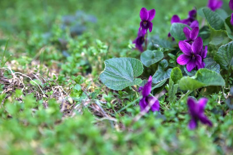 Violets in Bloom in the Grass Seen Up Close Stock Image - Image of ...