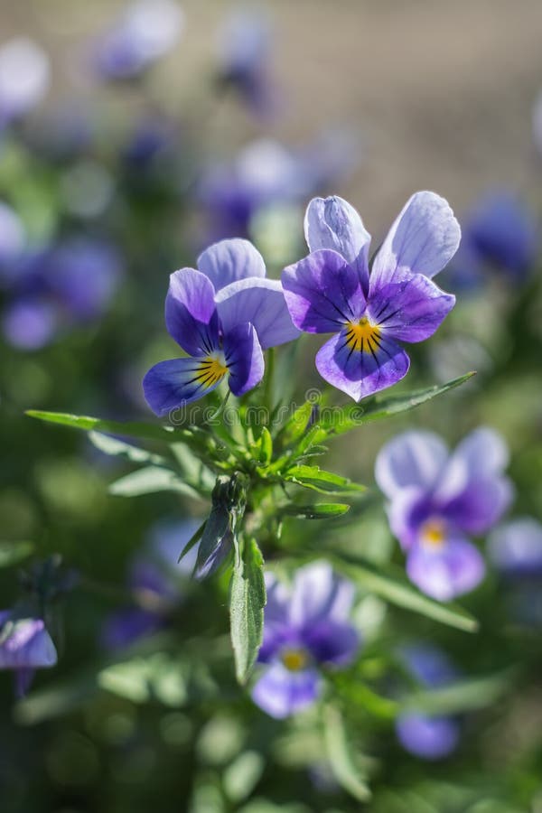 Violets stock photo. Image of flowers, beauty, petal - 73529136