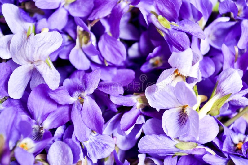 Violets stock image. Image of botany, leaf, petal, healthy - 39937485
