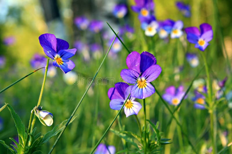 Wild Spring Violets Flowers Close Up Stock Photo - Image of meadow ...