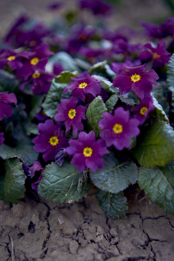 Violets on a Flowerbed in the Open Field, Background Stock Photo ...