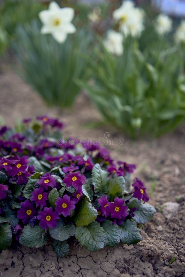 Violets on a Flowerbed in the Open Field, Background Stock Image ...