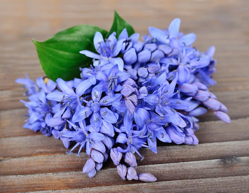 Bouquet of violets flowers stock image. Image of bouquet - 89331049