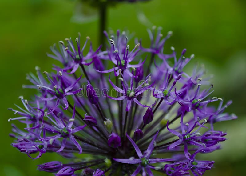 Violets Flowers Bloom in the Spring Forest Stock Photo - Image of ...