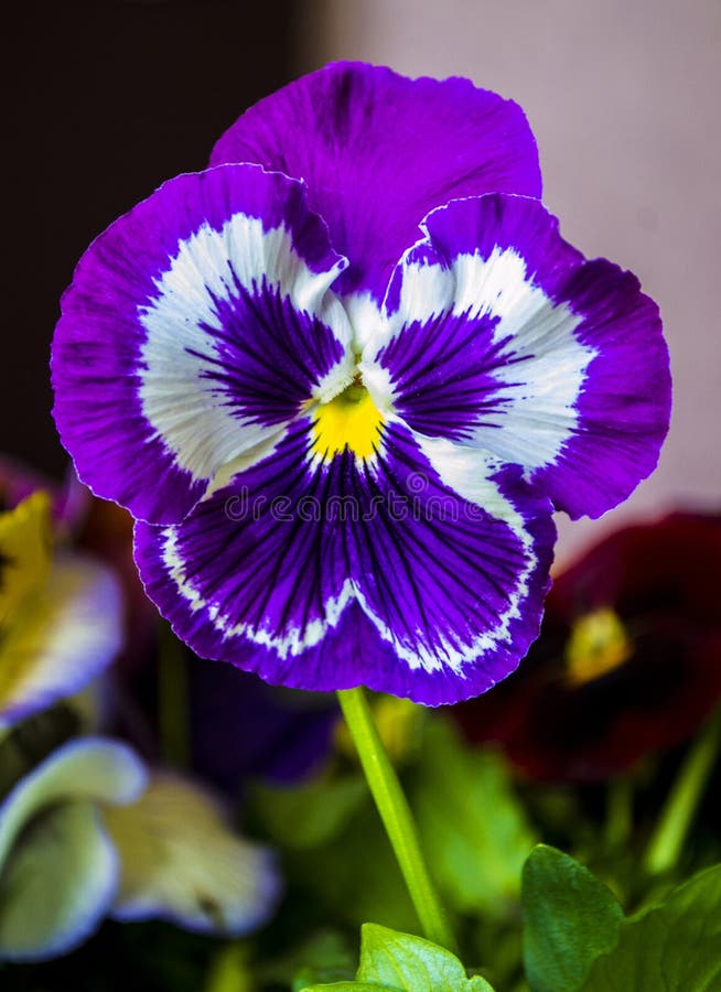 Pansies Violets flowers stock photo. Image of bright - 31454490