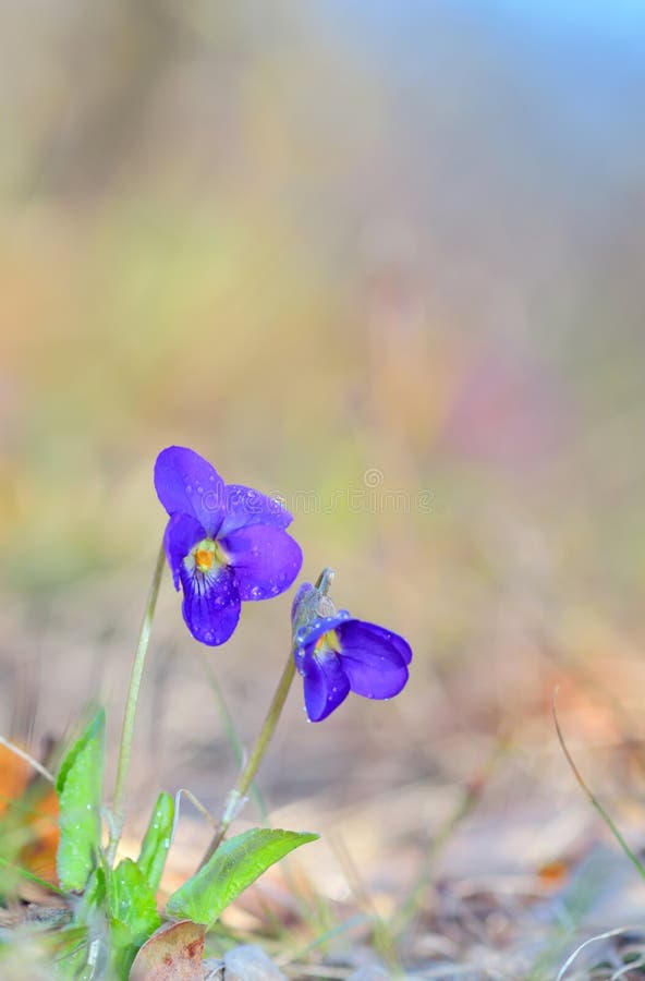 Violets Flowers (Viola Odorata) of Spring Stock Photo - Image of ...