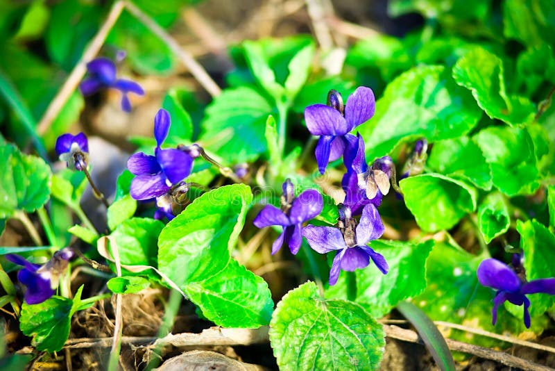 Violets in the forest stock photo. Image of closeup, green - 41221912