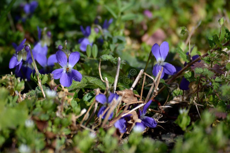 Violets in the green grass stock image. Image of violets - 276239299