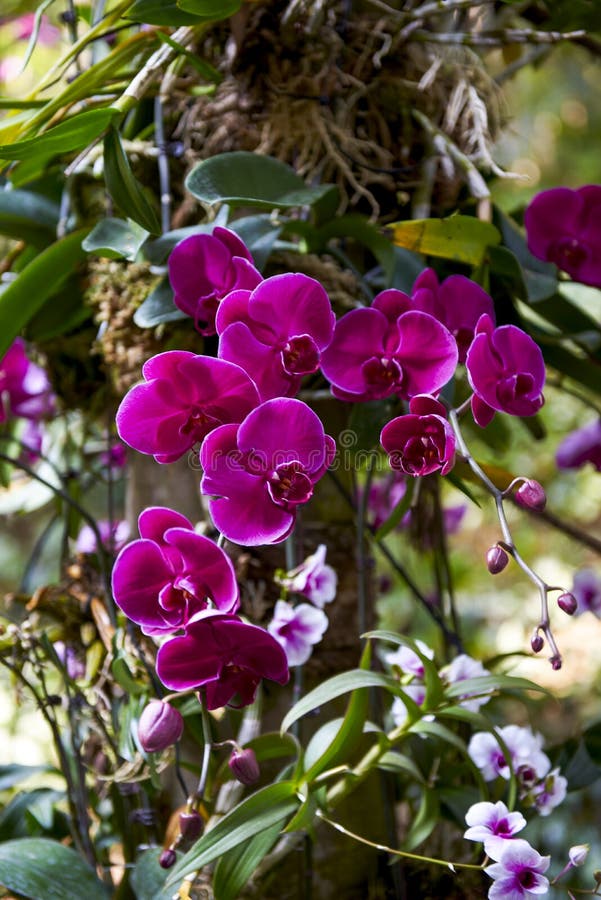 Violets Growing Around Trees in the Park Stock Image - Image of closeup ...