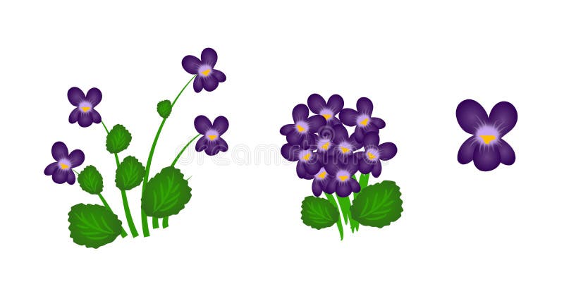 Violets stock illustration. Illustration of bloom, floral - 50348216
