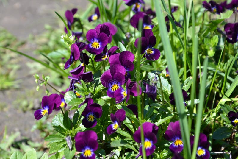 Violets stock photo. Image of green, summer, nature, violets - 70403260