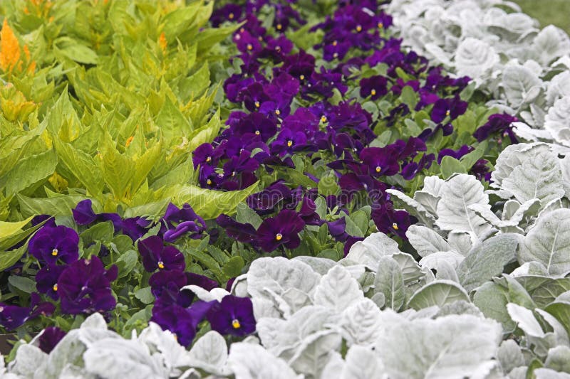 Violets and Plants stock image. Image of petals, stems - 303543