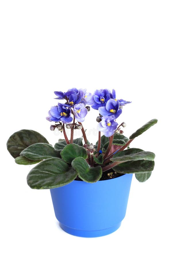 African Violet in a Flower Pot Stock Photo - Image of flora, path: 10494624