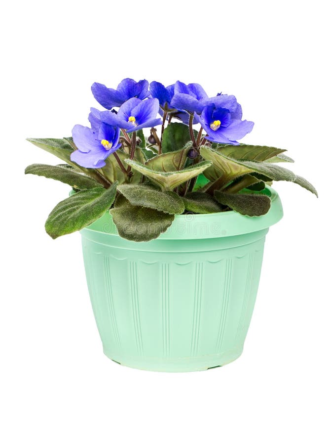 Violets in the pot stock image. Image of container, beautiful - 117070067