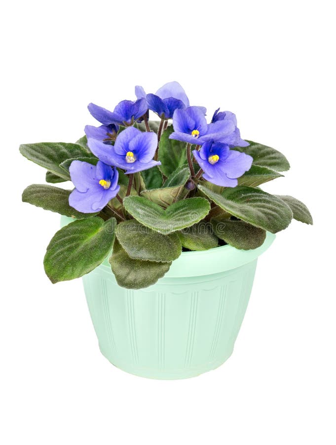 Violets in the pot stock image. Image of container, beautiful - 117070067