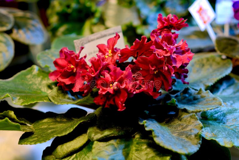 Violets are Red. Houseplants Stock Image - Image of home, bloom: 164243957