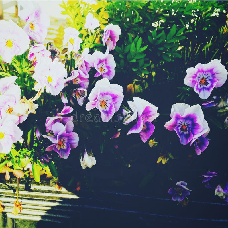 Violets stock photo. Image of flowers, brighter, shine - 94947432