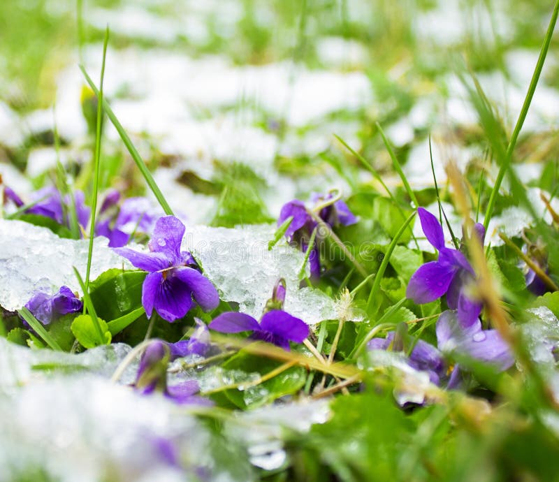 Violets on a snowy day stock image. Image of garden - 176825853