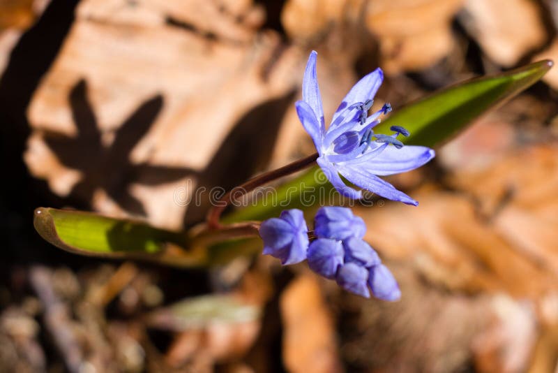 Violets in Spring stock image. Image of flowers, pansies - 113491931