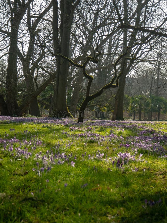Violets in Spring on the Green Lawn Stock Image - Image of colorful ...