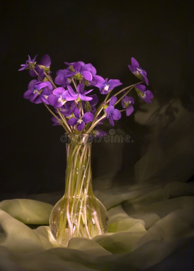 Violets still life stock photo. Image of violet, gauze - 495936