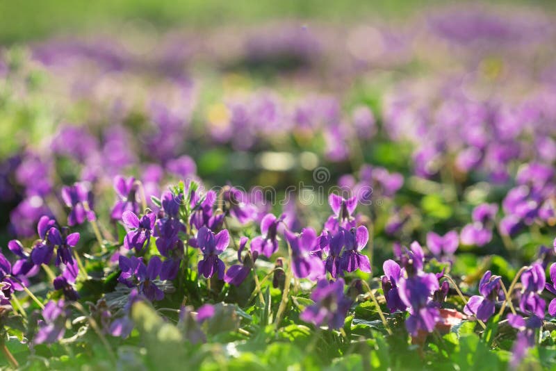 Violets in the Sunny Early Spring Garden Stock Photo - Image of color ...