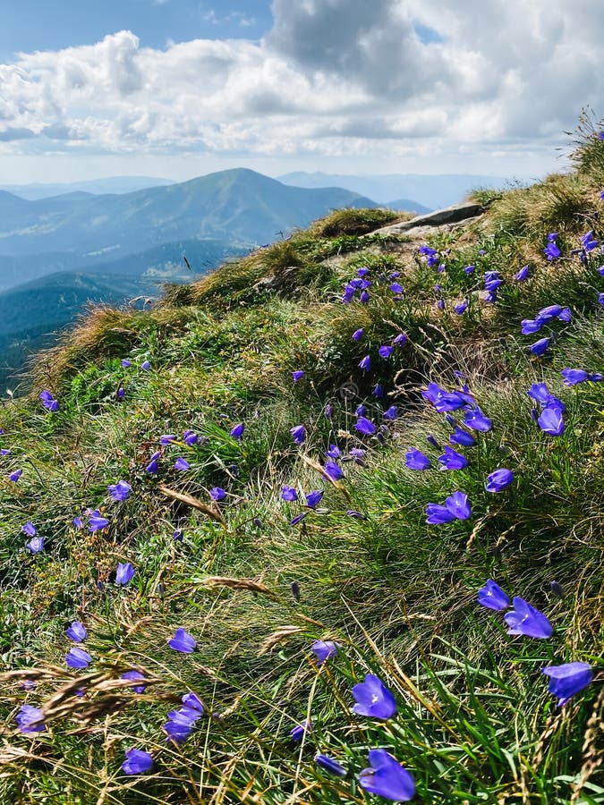 Violets on the Top of the Mountain Stock Image - Image of greenery ...