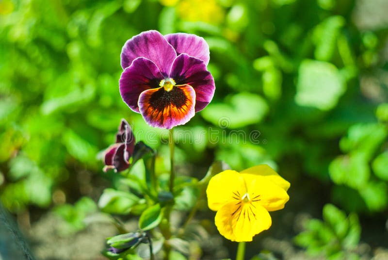 Violets stock photo. Image of foliage, growth, cluster - 52930878