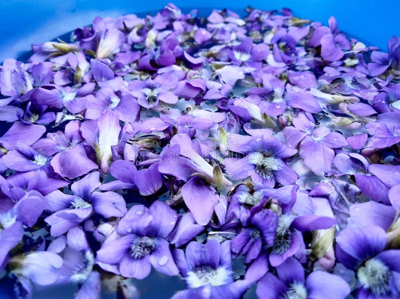 Violets in the water stock photo. Image of blue, wildflower - 254049492