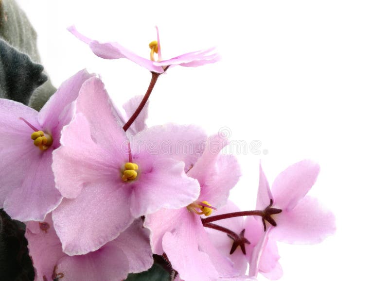 Violets on white stock photo. Image of fresh, closeup, background - 430068