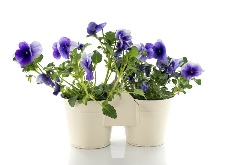 Violets in white pot stock image. Image of close, april - 30579447