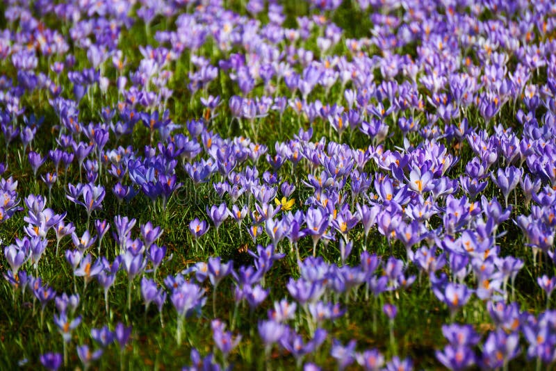Crocus field stock photo. Image of bulbs, nature, macro - 11386