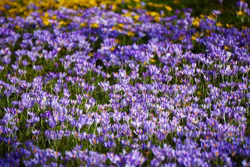 Crocus field stock photo. Image of bulbs, nature, macro - 11386
