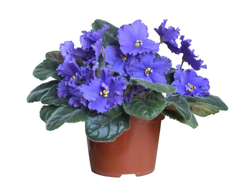 Violette Africaine De Bac De Fleur Photo stock - Image du isolement ...