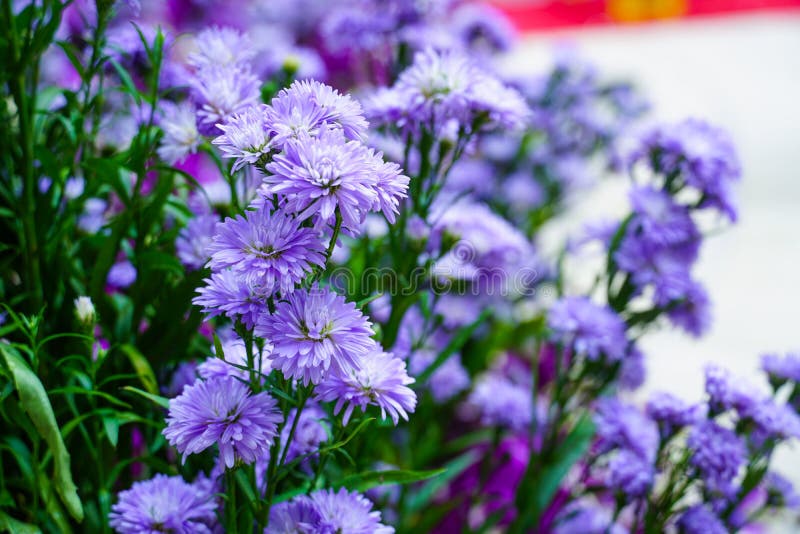 Violette Blume stockfoto. Bild von violett, blume, thailand - 128729240