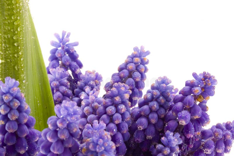 Violette Blume stockbild. Bild von pflanzen, weiblich - 2212779