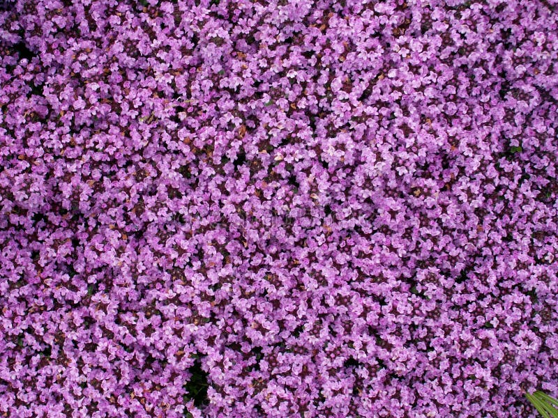 Violette Blumen stockbild. Bild von abbildung, blühen - 1138393