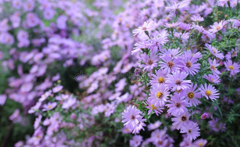 Violette Blumen stockbild. Bild von fallen, blüte, schön - 18979521