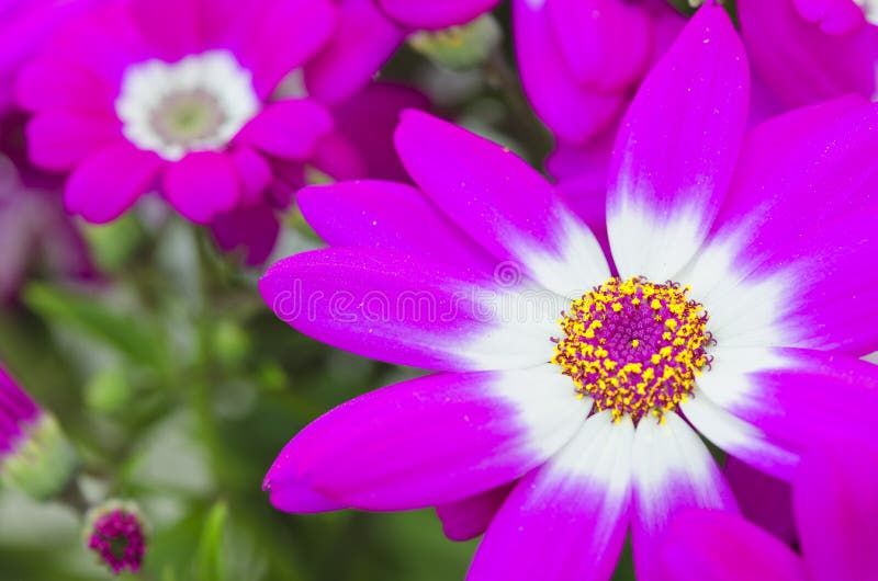 Violette Blumen Von Toskana, Italien Stockfoto - Bild von auszug, kopf ...