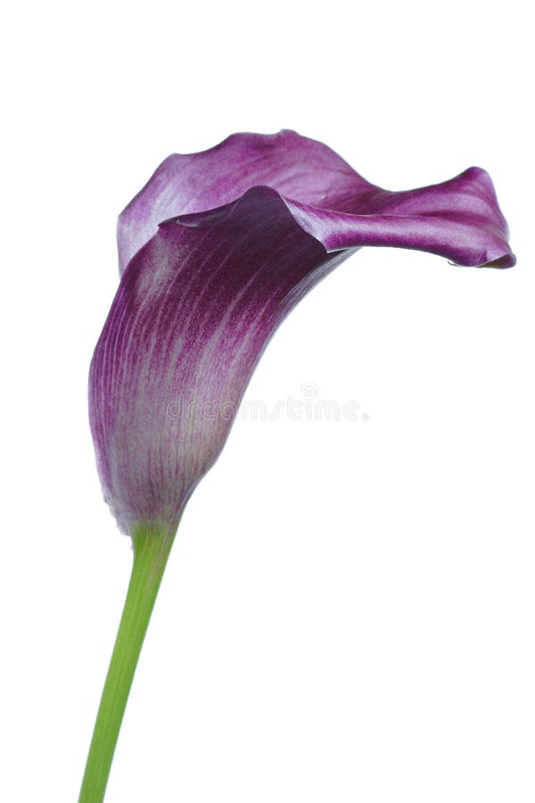 Violette Calla Lilly Blume stockbild. Bild von geöffnet - 4166325