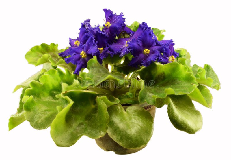 Violette de floraison image stock. Image du fleurissant - 153761177