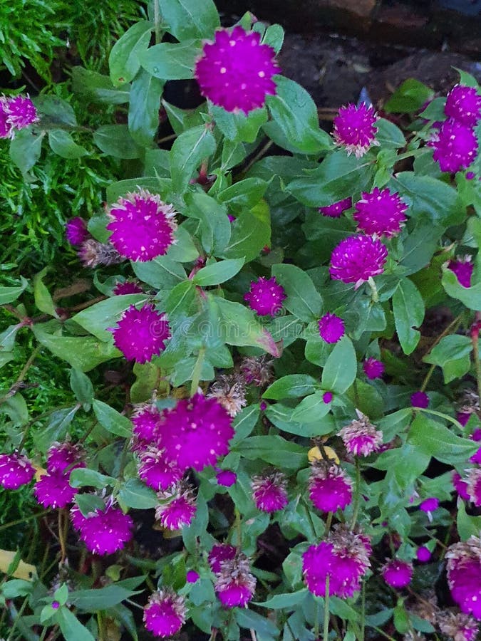 Violette Kleine Blume Im Garten Stockfoto - Bild von grün, purpurrot ...