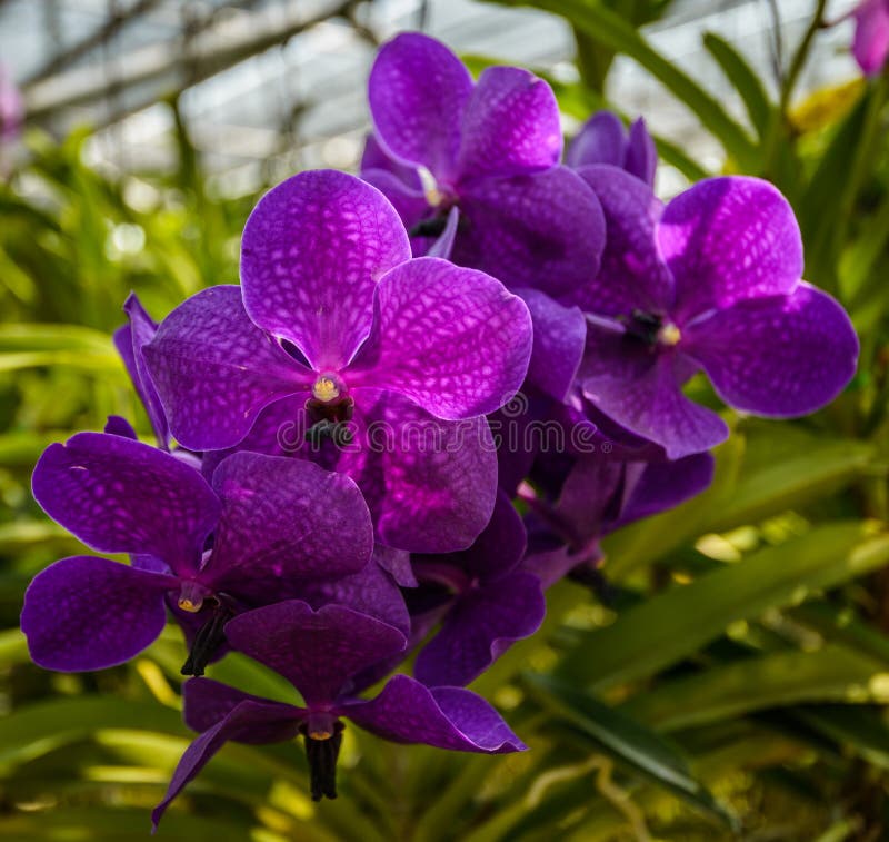 Violet Orchid stock foto. Image of plantkunde, cadeau - 38719552