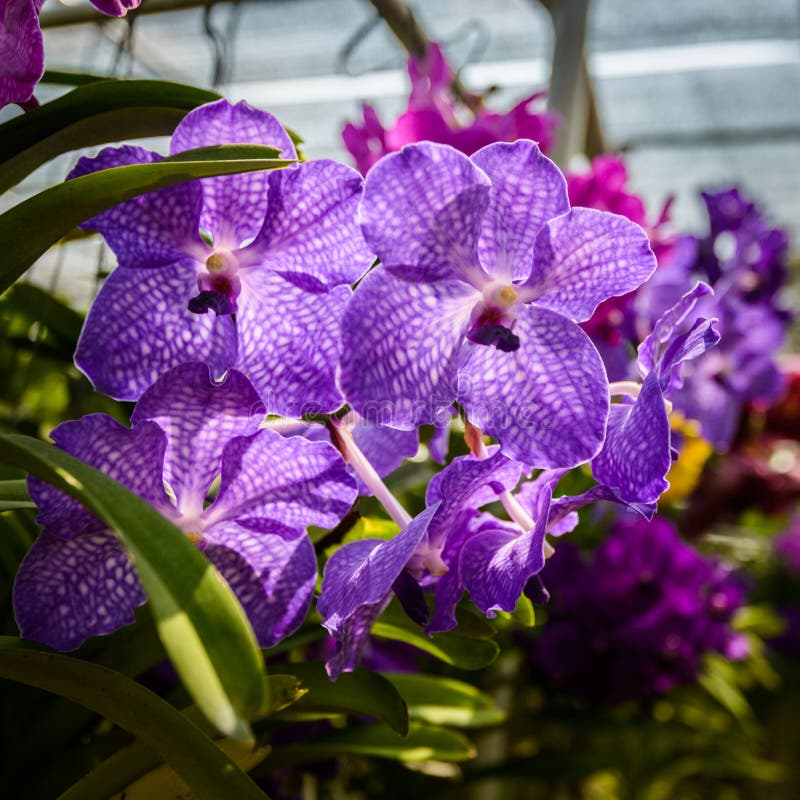 Violet Orchid stock foto. Image of plantkunde, cadeau - 38719552