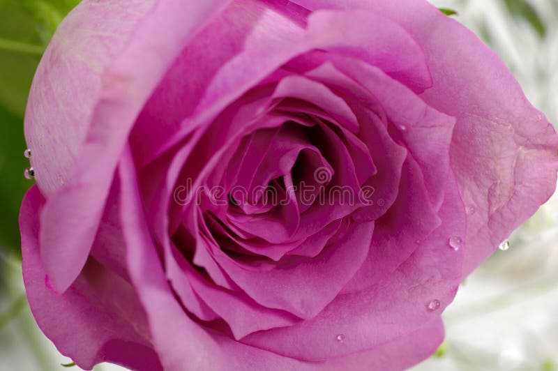 Violette Rose stockbild. Bild von blumenhändler, farbe, garten - 86683
