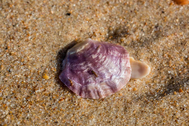 Violette shell stock afbeelding. Image of avontuur, geluk - 102539457
