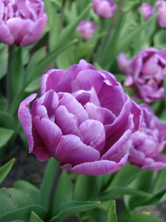Violette Tulp, Groene Anjer, Shellflower, Bezem in De Lenteboeket Stock ...