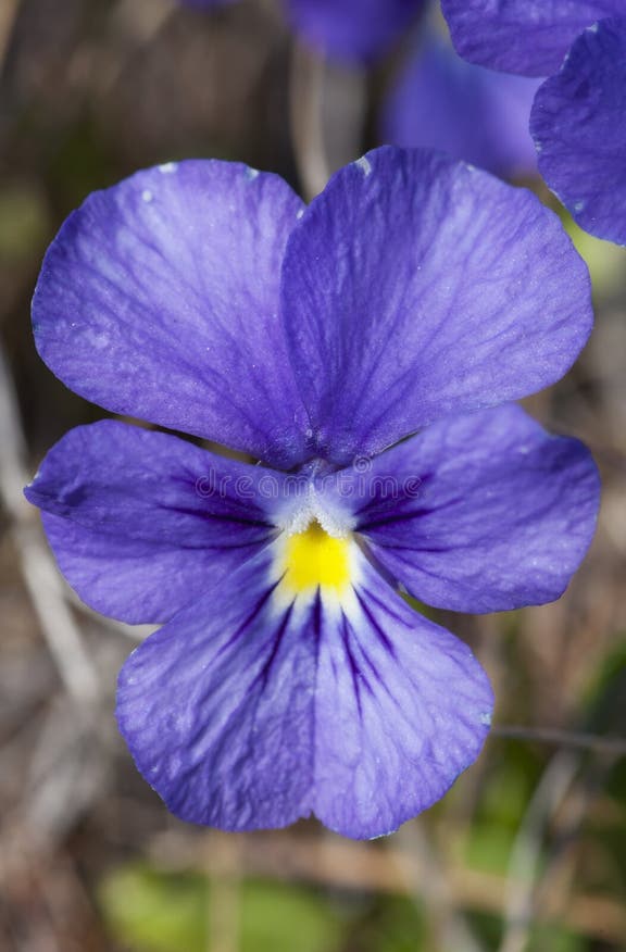 Violette Veilchen stockfoto. Bild von grün, rarität, laub - 29004798